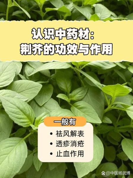 荆芥的功效与作用禁忌_荆芥怎么吃效果最好-第2张图片-山城妙识