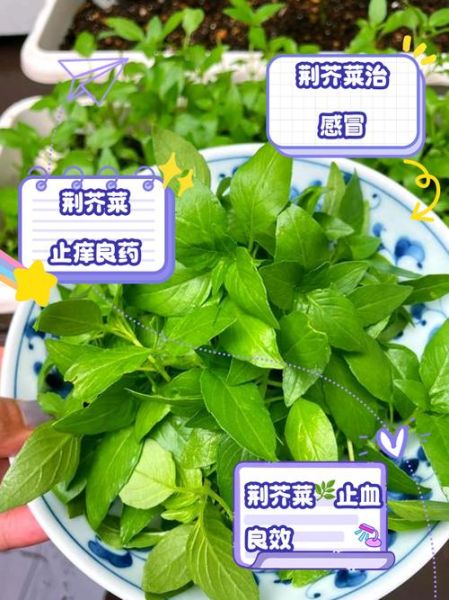 荆芥的功效与作用禁忌_荆芥怎么吃效果最好-第3张图片-山城妙识