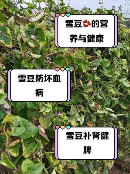 雪豆怎么做好吃_雪豆的营养价值有哪些-第2张图片-山城妙识