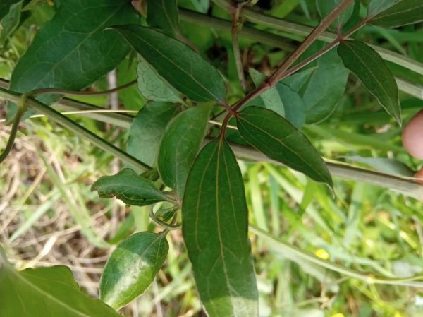 威灵仙别名有哪些_威灵仙和铁脚威灵仙区别-第1张图片-山城妙识