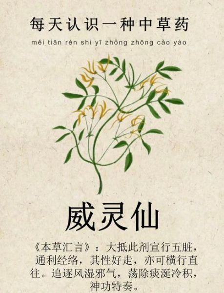 威灵仙别名有哪些_威灵仙和铁脚威灵仙区别-第2张图片-山城妙识