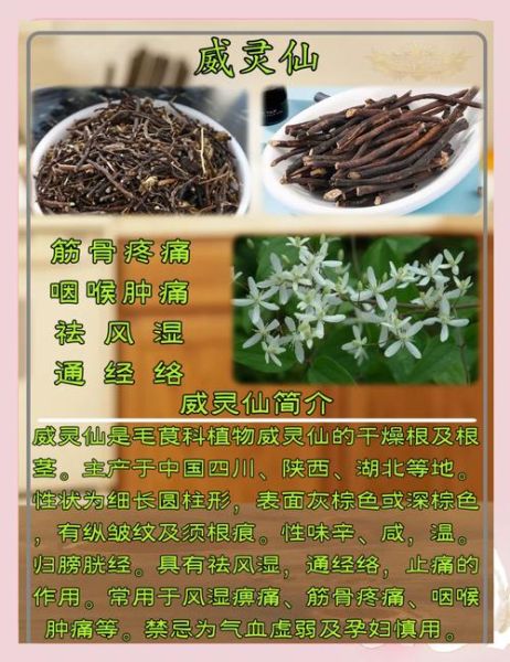 威灵仙别名有哪些_威灵仙和铁脚威灵仙区别-第3张图片-山城妙识