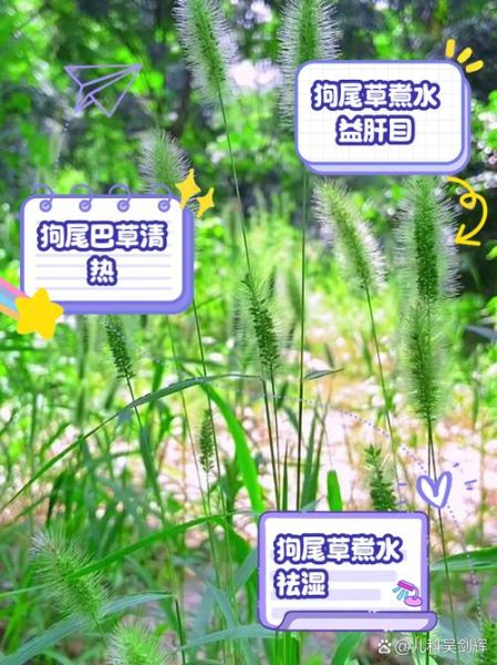 狗尾巴草的功效与作用_狗尾巴草能治什么病-第2张图片-山城妙识