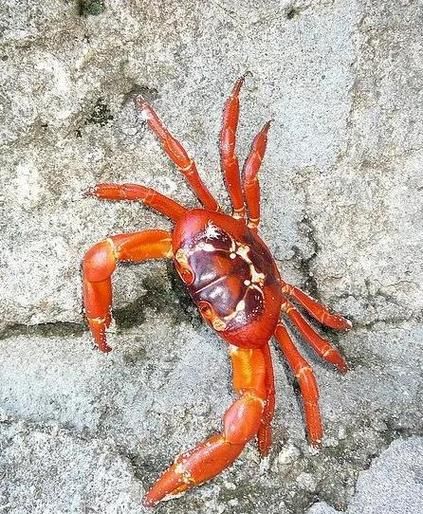 圣诞岛红蟹能吃吗_红蟹食用安全吗-第1张图片-山城妙识 圣诞岛红蟹能吃吗_红蟹食用安全吗-第1张图片-山城妙识