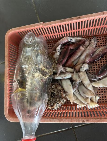 苏眉鱼是什么鱼_苏眉鱼多少钱一斤-第1张图片-山城妙识 苏眉鱼是什么鱼_苏眉鱼多少钱一斤-第1张图片-山城妙识