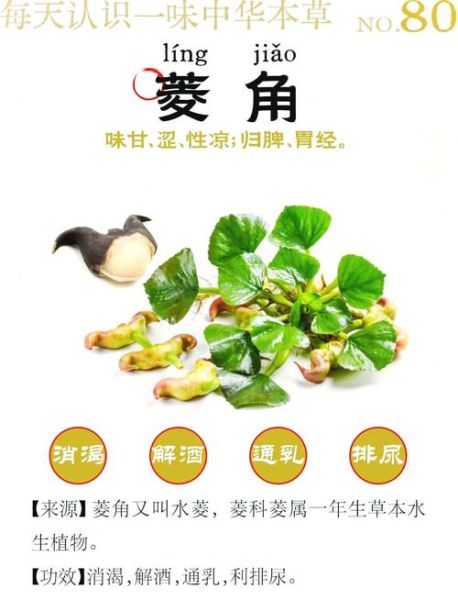 菱角生长在什么地方_菱角适合什么环境-第3张图片-山城妙识 菱角生长在什么地方_菱角适合什么环境-第3张图片-山城妙识