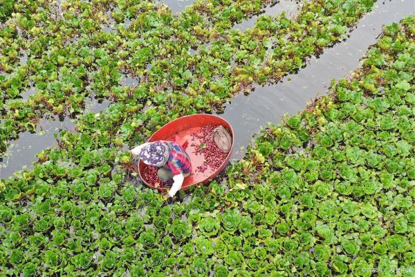菱角生长在什么地方_菱角适合什么环境-第2张图片-山城妙识 菱角生长在什么地方_菱角适合什么环境-第2张图片-山城妙识