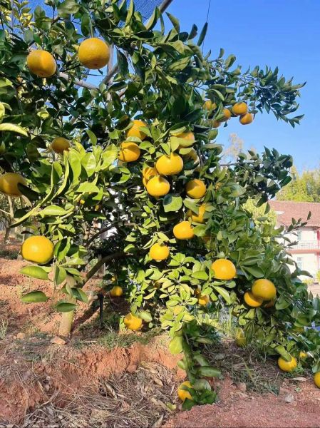 甜桔柚的功效与作用_甜桔柚怎么吃最好-第3张图片-山城妙识