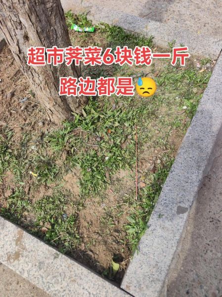 荠菜市场价多少钱一斤_荠菜价格为什么波动大-第1张图片-山城妙识