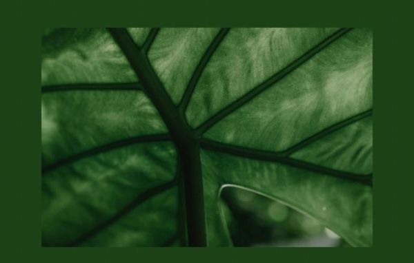 植物图片大全大图唯美_如何拍出高清唯美植物大图-第2张图片-山城妙识