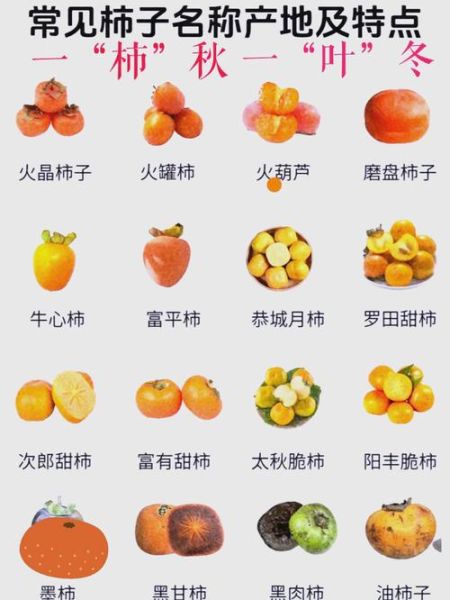 柿子品种大全名称_哪种最好吃-第2张图片-山城妙识