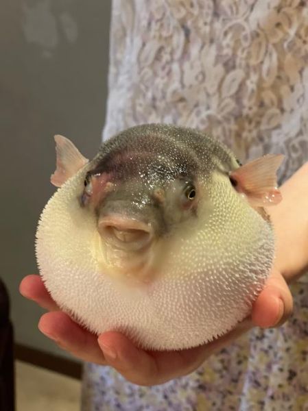 河豚鱼多少钱一只_河豚鱼价格受哪些因素影响-第3张图片-山城妙识