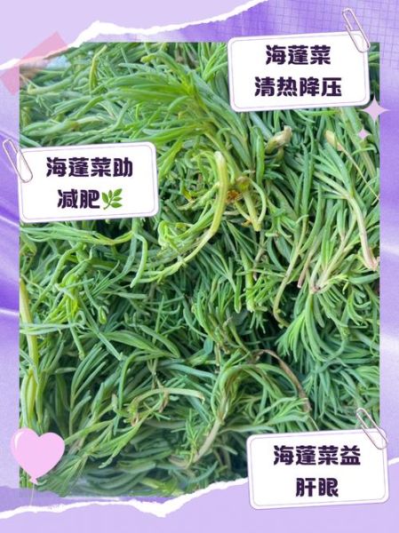 海蓬菜的功效与作用_海蓬菜怎么吃最营养-第1张图片-山城妙识