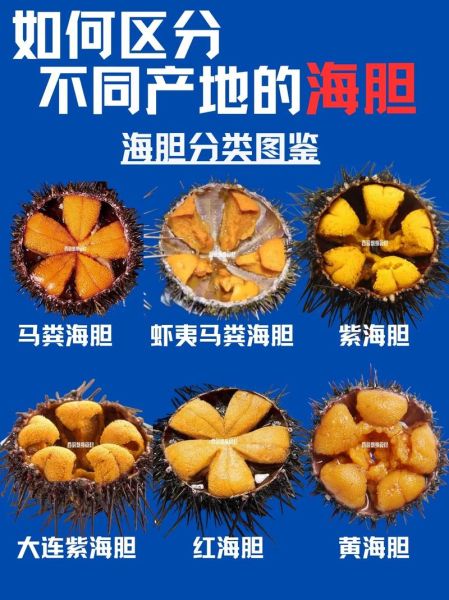 海胆的营养价值_海胆怎么吃最补-第1张图片-山城妙识 海胆的营养价值_海胆怎么吃最补-第1张图片-山城妙识
