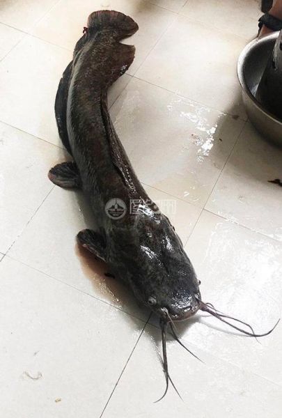 鲶鱼国宝照片_是真的吗-第1张图片-山城妙识 鲶鱼国宝照片_是真的吗-第1张图片-山城妙识