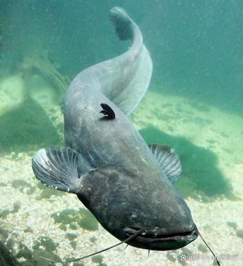 鲶鱼国宝照片_是真的吗-第3张图片-山城妙识 鲶鱼国宝照片_是真的吗-第3张图片-山城妙识