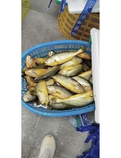 小黄鱼是海鱼吗_小黄鱼属于淡水鱼还是海鱼-第3张图片-山城妙识 小黄鱼是海鱼吗_小黄鱼属于淡水鱼还是海鱼-第3张图片-山城妙识
