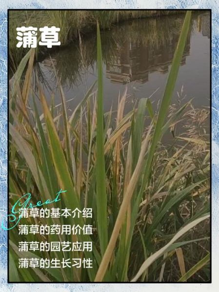 蒲草图片怎么拍_蒲草图片拍摄技巧-第1张图片-山城妙识 蒲草图片怎么拍_蒲草图片拍摄技巧-第1张图片-山城妙识