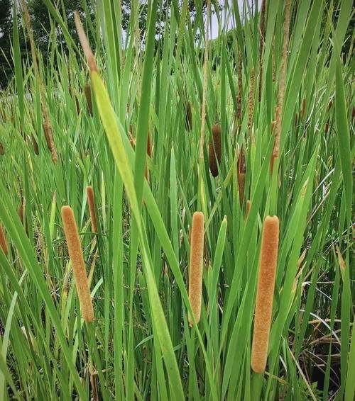 蒲草图片怎么拍_蒲草图片拍摄技巧-第3张图片-山城妙识 蒲草图片怎么拍_蒲草图片拍摄技巧-第3张图片-山城妙识