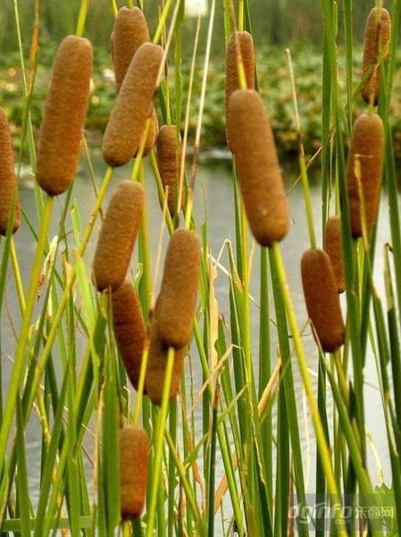 蒲草图片怎么拍_蒲草图片拍摄技巧-第2张图片-山城妙识 蒲草图片怎么拍_蒲草图片拍摄技巧-第2张图片-山城妙识