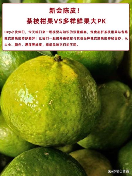 陈皮是用哪种桔子做的_新会柑与茶枝柑区别-第2张图片-山城妙识 陈皮是用哪种桔子做的_新会柑与茶枝柑区别-第2张图片-山城妙识