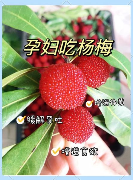 女人吃杨梅有什么好处_经期能吃杨梅吗-第1张图片-山城妙识 女人吃杨梅有什么好处_经期能吃杨梅吗-第1张图片-山城妙识