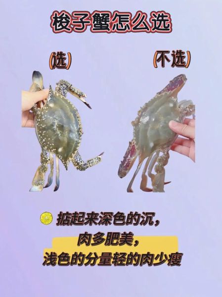 红星梭子蟹多少钱一斤_怎么挑选最新鲜-第3张图片-山城妙识