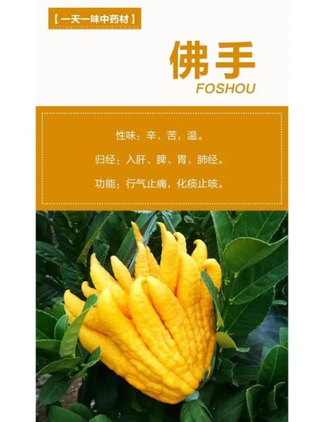 佛手有什么功效与作用_佛手主治哪些疾病-第2张图片-山城妙识