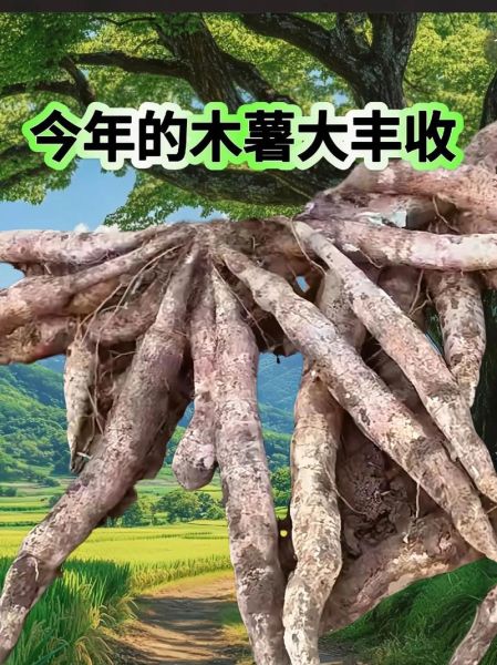 木薯淀粉和木薯粉一样吗_木薯淀粉与木薯粉区别-第3张图片-山城妙识