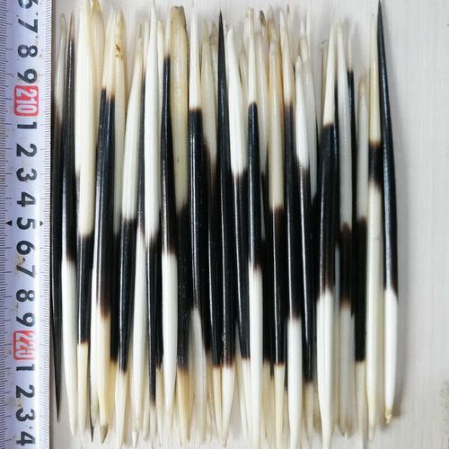 豪猪刺有毒吗_豪猪刺泡酒功效-第2张图片-山城妙识 豪猪刺有毒吗_豪猪刺泡酒功效-第2张图片-山城妙识