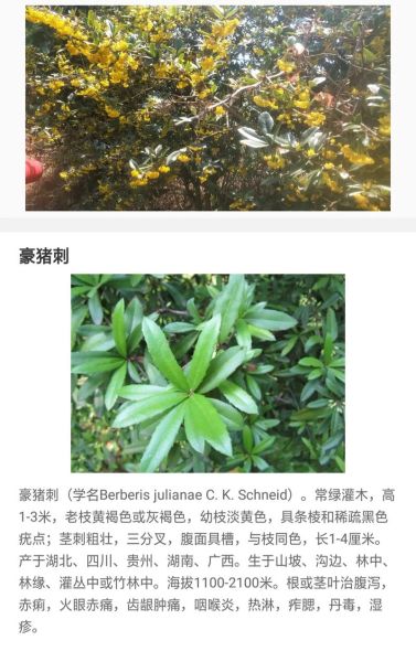 豪猪刺有毒吗_豪猪刺泡酒功效-第1张图片-山城妙识 豪猪刺有毒吗_豪猪刺泡酒功效-第1张图片-山城妙识