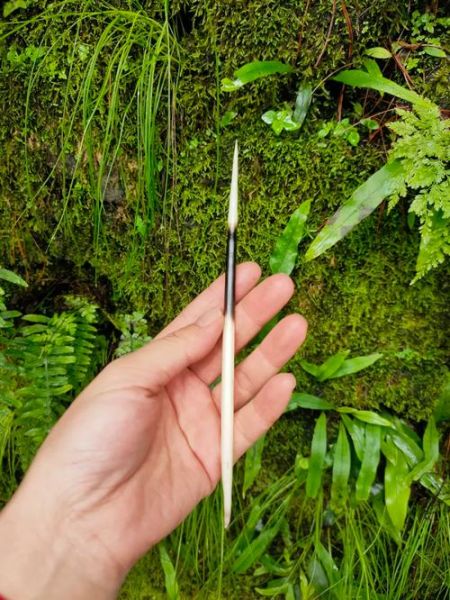 豪猪刺有毒吗_豪猪刺泡酒功效-第3张图片-山城妙识 豪猪刺有毒吗_豪猪刺泡酒功效-第3张图片-山城妙识