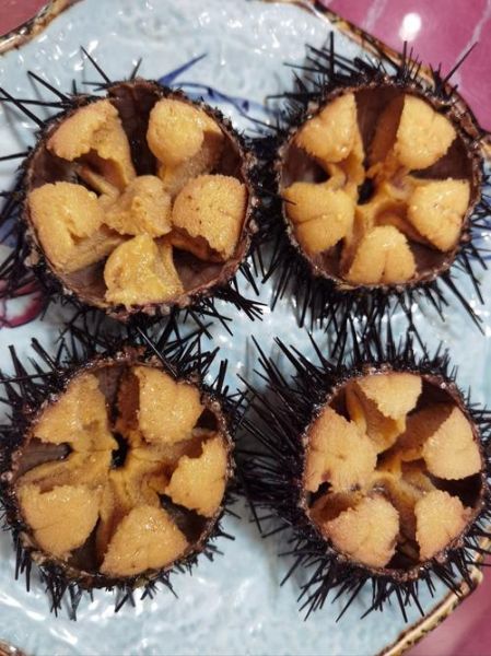 海胆怎么吃东西_海胆进食器官叫什么-第3张图片-山城妙识 海胆怎么吃东西_海胆进食器官叫什么-第3张图片-山城妙识