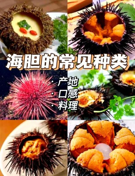 海胆怎么吃东西_海胆进食器官叫什么-第2张图片-山城妙识 海胆怎么吃东西_海胆进食器官叫什么-第2张图片-山城妙识
