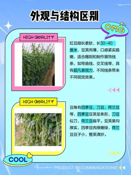 豇豆图片大全大图_豇豆和四季豆的区别-第2张图片-山城妙识 豇豆图片大全大图_豇豆和四季豆的区别-第2张图片-山城妙识