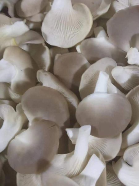 袖珍菇图片大全_如何挑选最新鲜的袖珍菇-第1张图片-山城妙识 袖珍菇图片大全_如何挑选最新鲜的袖珍菇-第1张图片-山城妙识