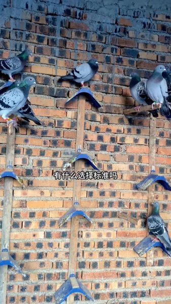 鸽子视频怎么拍_鸽子视频剪辑技巧-第1张图片-山城妙识 鸽子视频怎么拍_鸽子视频剪辑技巧-第1张图片-山城妙识