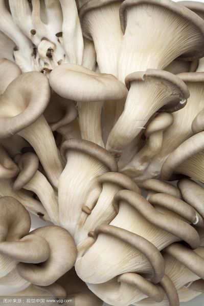 袖珍菇图片大全_如何挑选最新鲜的袖珍菇-第3张图片-山城妙识 袖珍菇图片大全_如何挑选最新鲜的袖珍菇-第3张图片-山城妙识