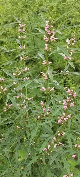 益母草图片长什么样_如何辨别真假益母草-第1张图片-山城妙识