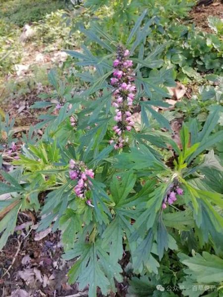 益母草图片长什么样_如何辨别真假益母草-第2张图片-山城妙识