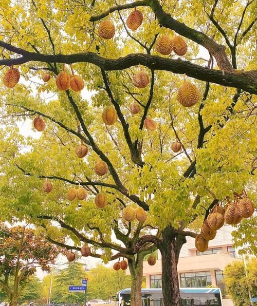 榴莲树图片大全_榴莲树长什么样-第1张图片-山城妙识 榴莲树图片大全_榴莲树长什么样-第1张图片-山城妙识