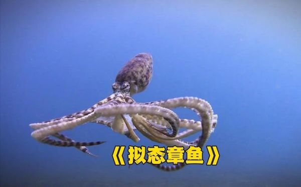 章鱼视频怎么下载_章鱼视频有哪些隐藏功能-第2张图片-山城妙识