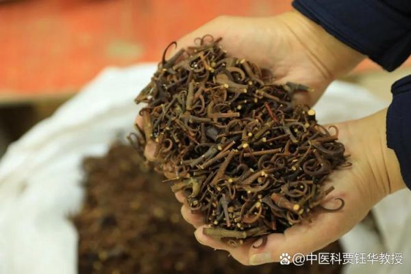 降血压最好的一味中药是什么_钩藤怎么用效果最好-第3张图片-山城妙识 降血压最好的一味中药是什么_钩藤怎么用效果最好-第3张图片-山城妙识