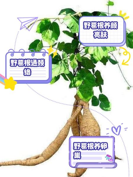 沙葛的功效与作用_沙葛的禁忌有哪些-第2张图片-山城妙识