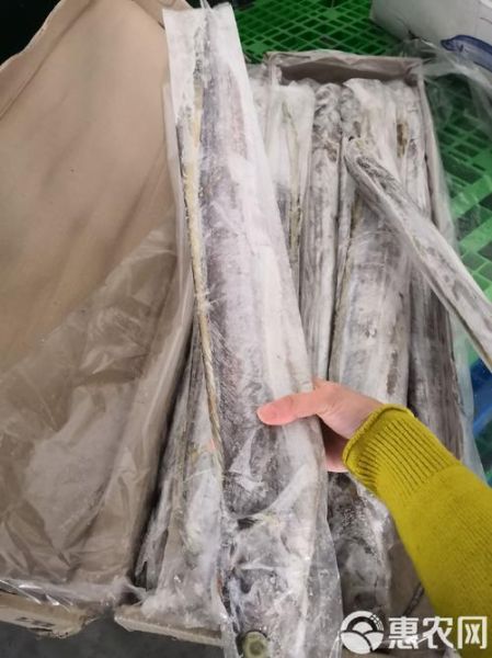 带鱼有人工养殖的吗_人工养殖带鱼技术难点-第3张图片-山城妙识