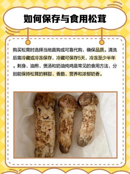 松茸蘑菇怎么挑选_松茸蘑菇价格多少钱一斤-第2张图片-山城妙识