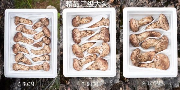 松茸蘑菇怎么挑选_松茸蘑菇价格多少钱一斤-第1张图片-山城妙识