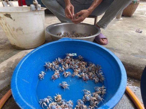 沙蟹汁怎么吃_沙蟹汁的正确吃法-第1张图片-山城妙识