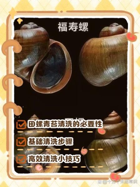 特大田螺怎么烧_特大田螺怎么清洗-第1张图片-山城妙识