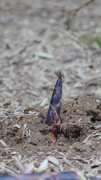 春笋拼音怎么写_春笋拼音声调-第1张图片-山城妙识 春笋拼音怎么写_春笋拼音声调-第1张图片-山城妙识